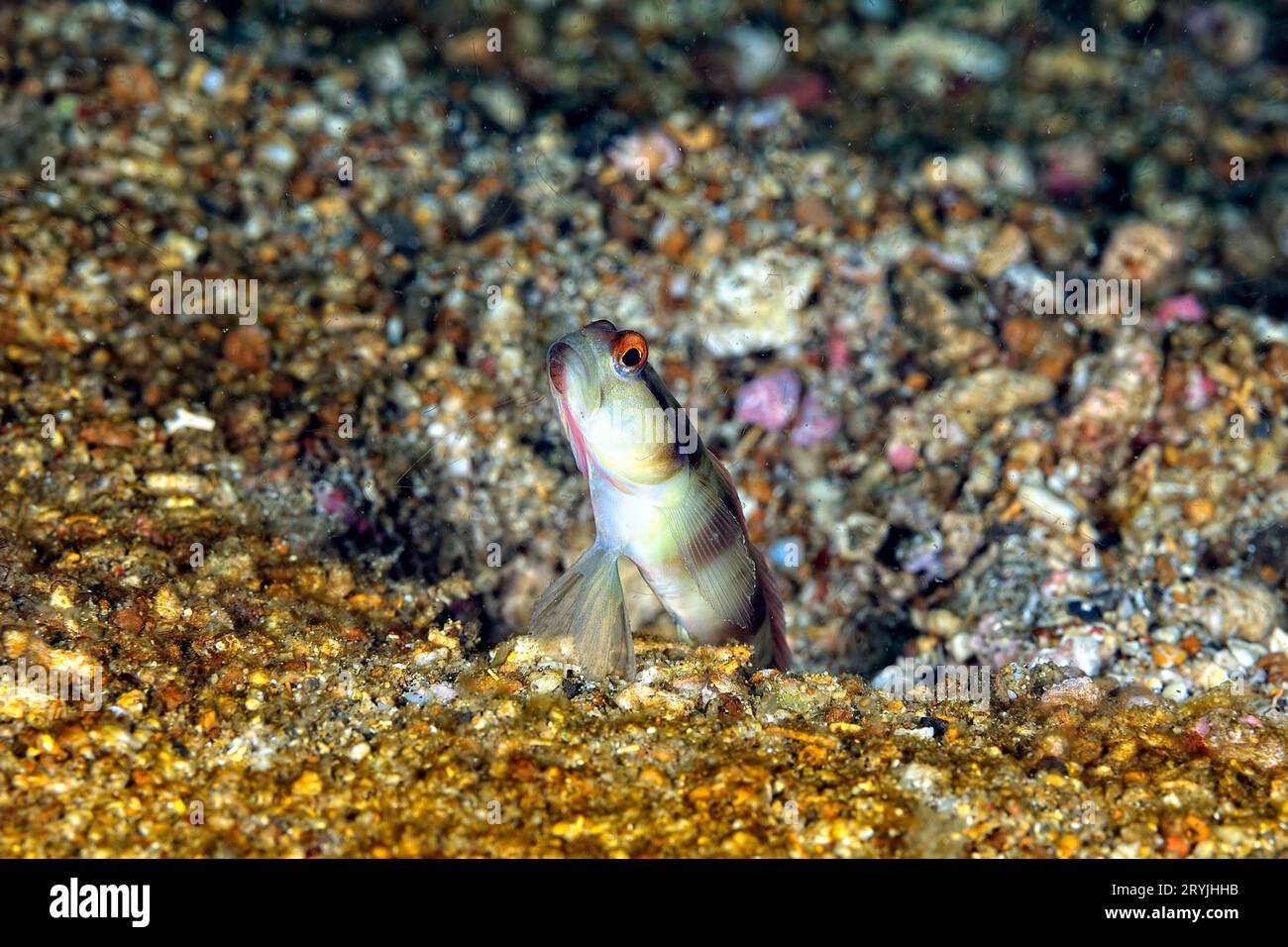 Gobie aux crevettes Banque de photographies et d’images à haute ...