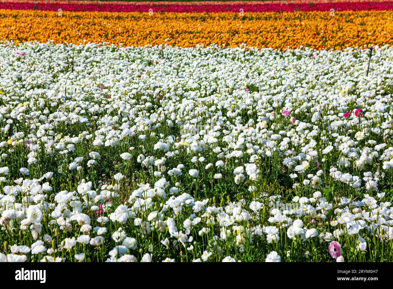 Bordure florale multicolore Banque de photographies et d’images à haute ...