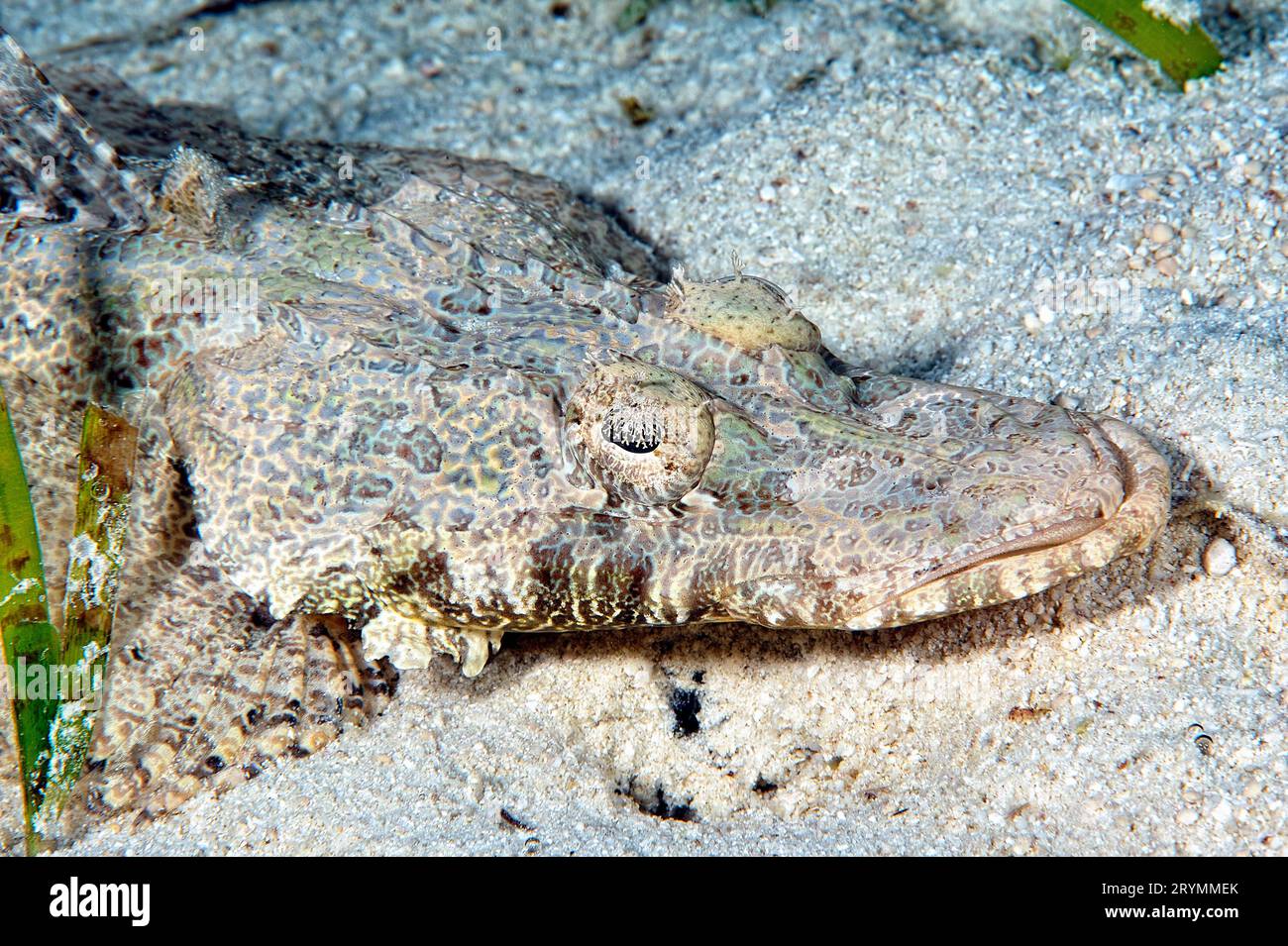 Indian ocean crocodilefish Banque de photographies et d’images à haute ...
