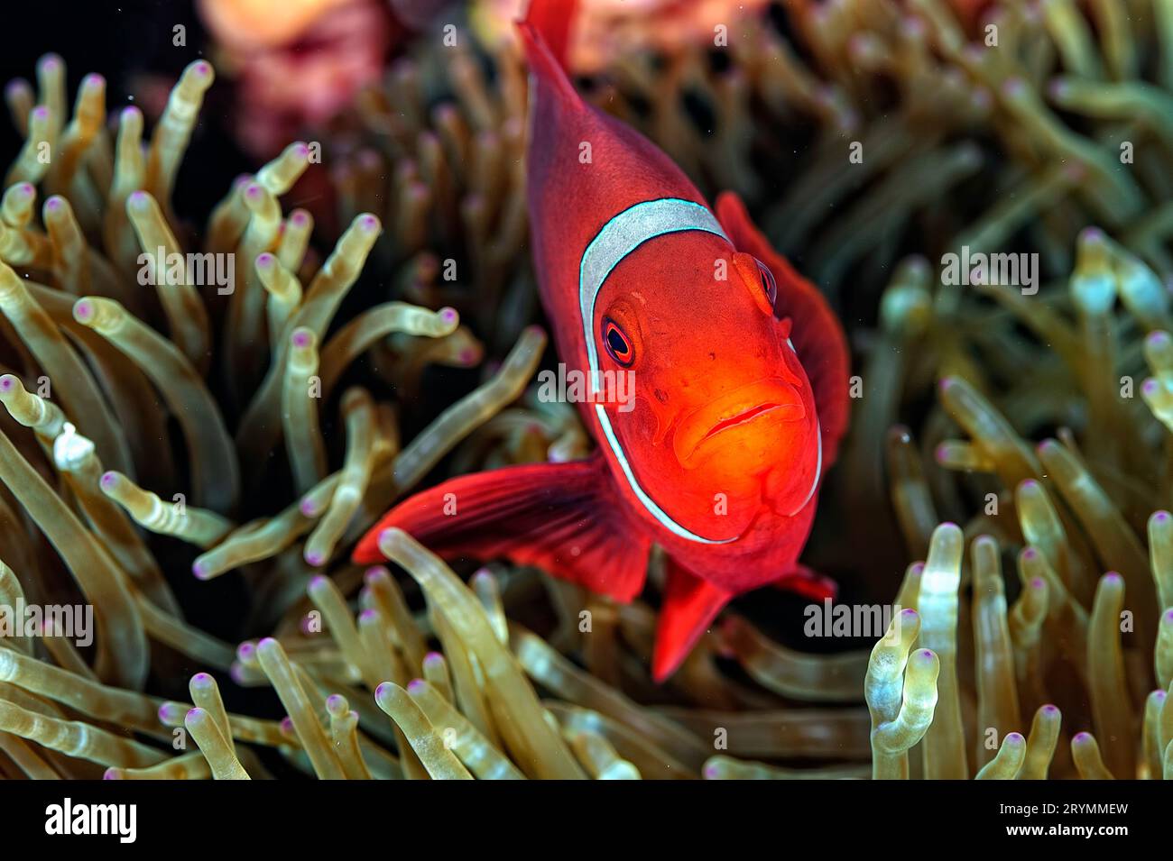 Poisson clown anémone Banque de photographies et d’images à haute ...