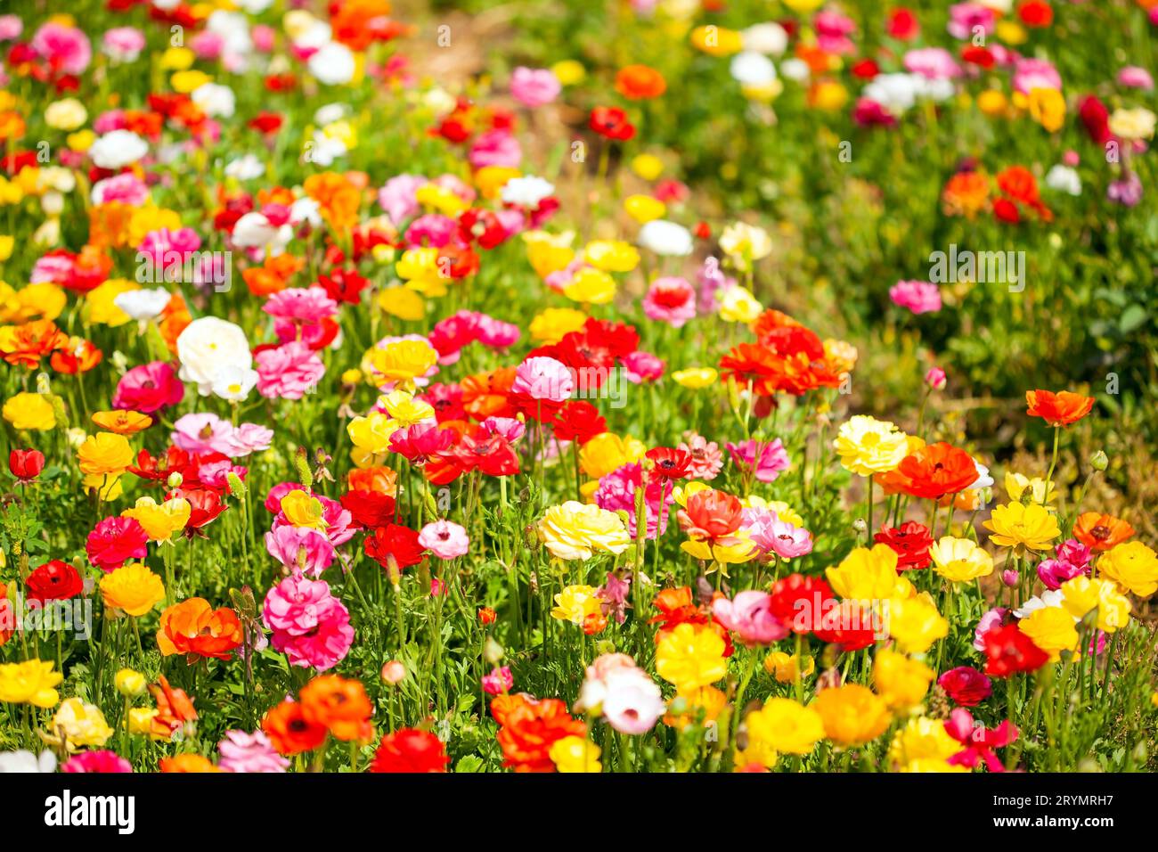 Kibboutz en israel Banque de photographies et d’images à haute ...