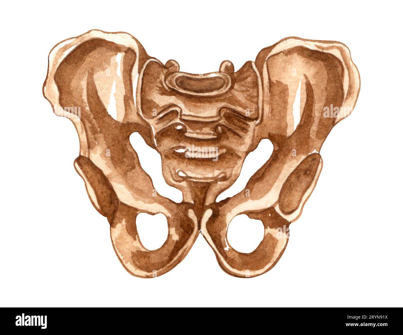 Structure du squelette humain aquarelle. OS pelvis. Anatomie et ...