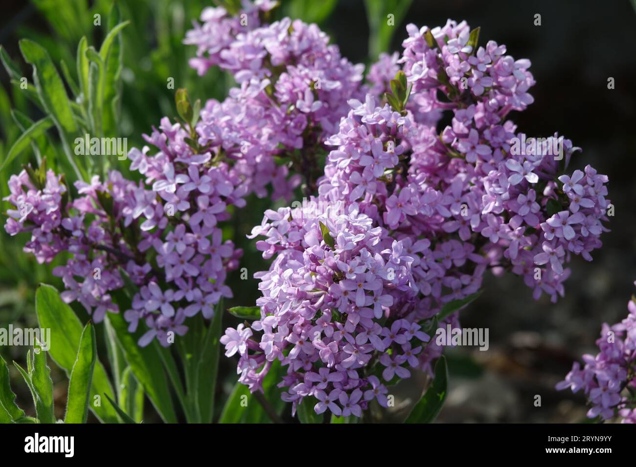 Rose daphne daphne cneorum Banque de photographies et d’images à haute ...