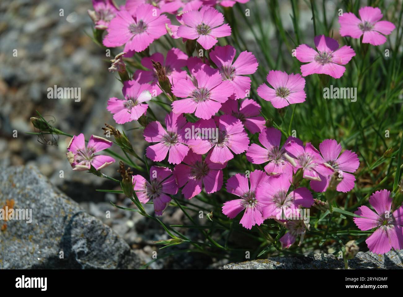 Paon rose Banque de photographies et d’images à haute résolution - Alamy