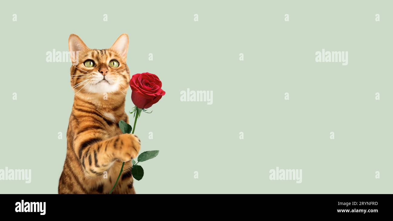 Chat et rose Banque de photographies et d’images à haute résolution - Alamy
