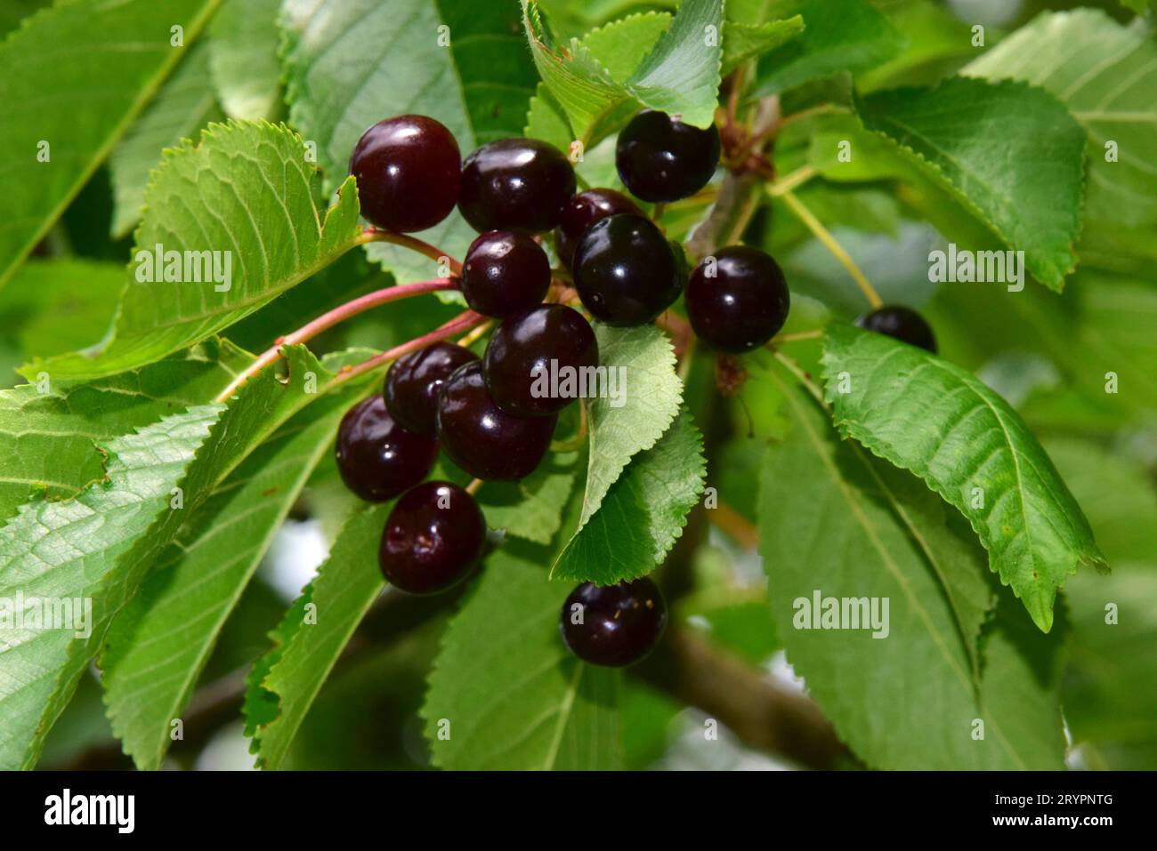 Petits fruits Banque de photographies et d’images à haute résolution ...