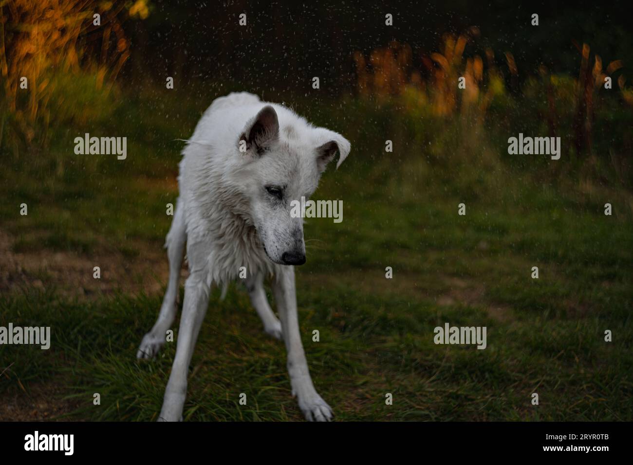 Portrait de beau et moelleux chien de berger suisse qui est vraiment le ...