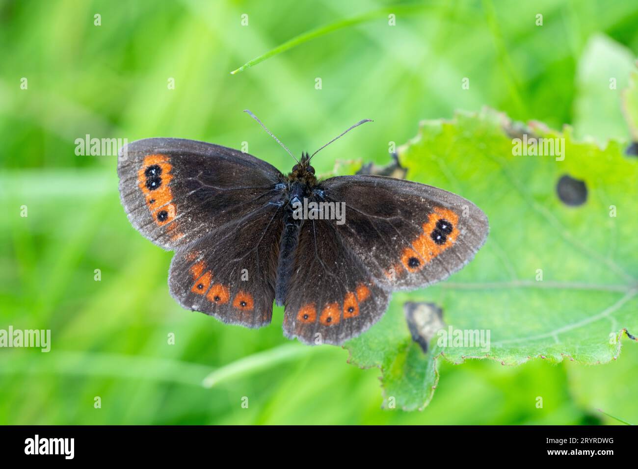 Argus eyes Banque de photographies et d’images à haute résolution - Alamy