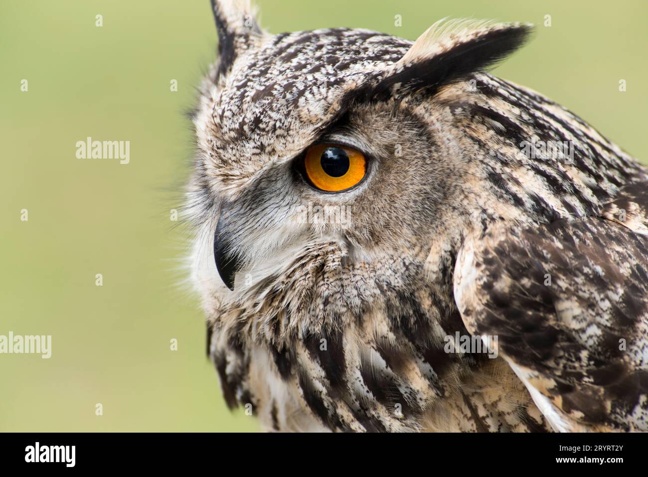 Hibou image Banque de photographies et d’images à haute résolution - Alamy
