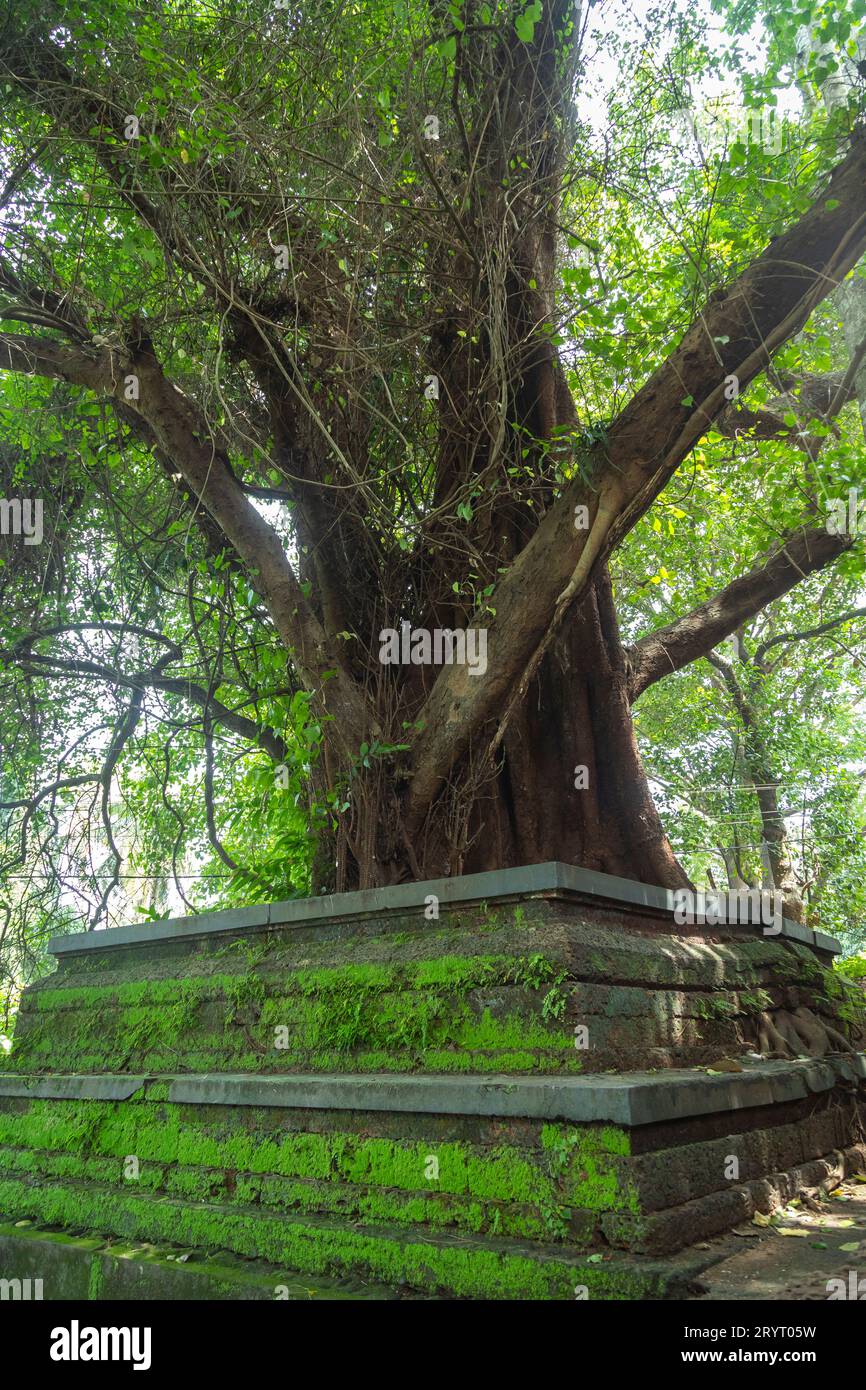 Temple banyan tree india Banque de photographies et d’images à haute ...