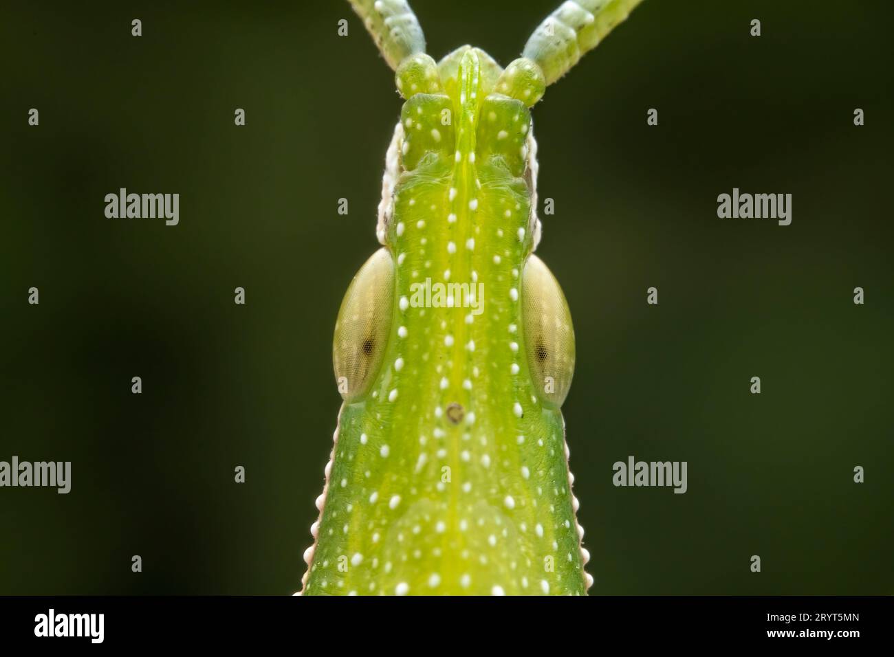 Des pieces buccales du criquet Banque de photographies et d’images à ...