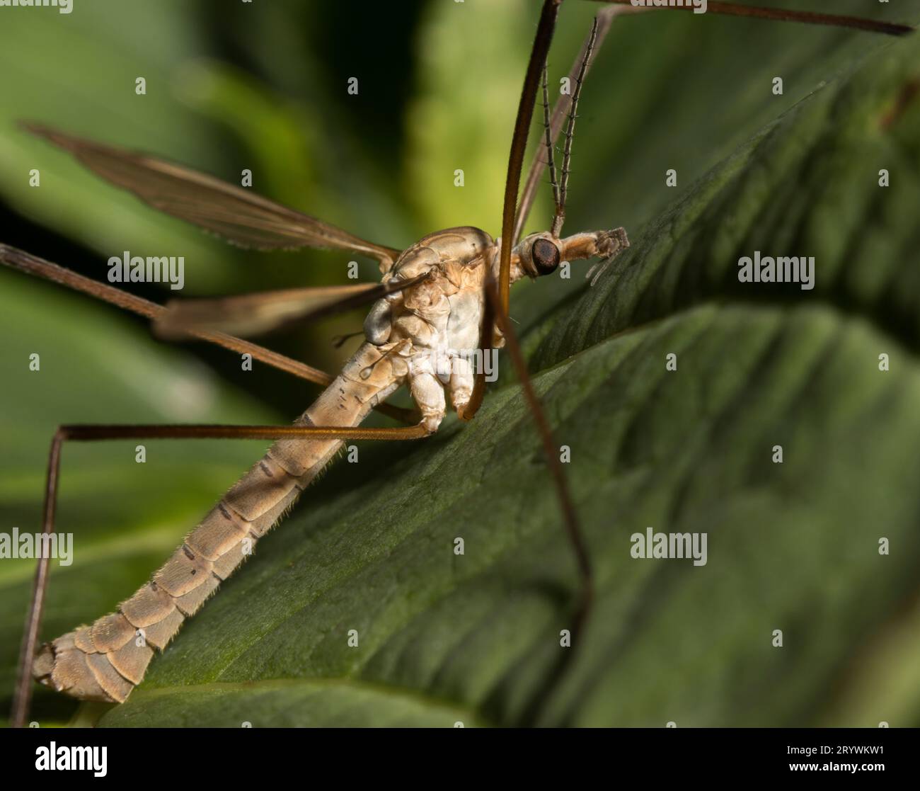 Cranefly tipula paludosa Banque de photographies et d’images à haute résolution - Alamy