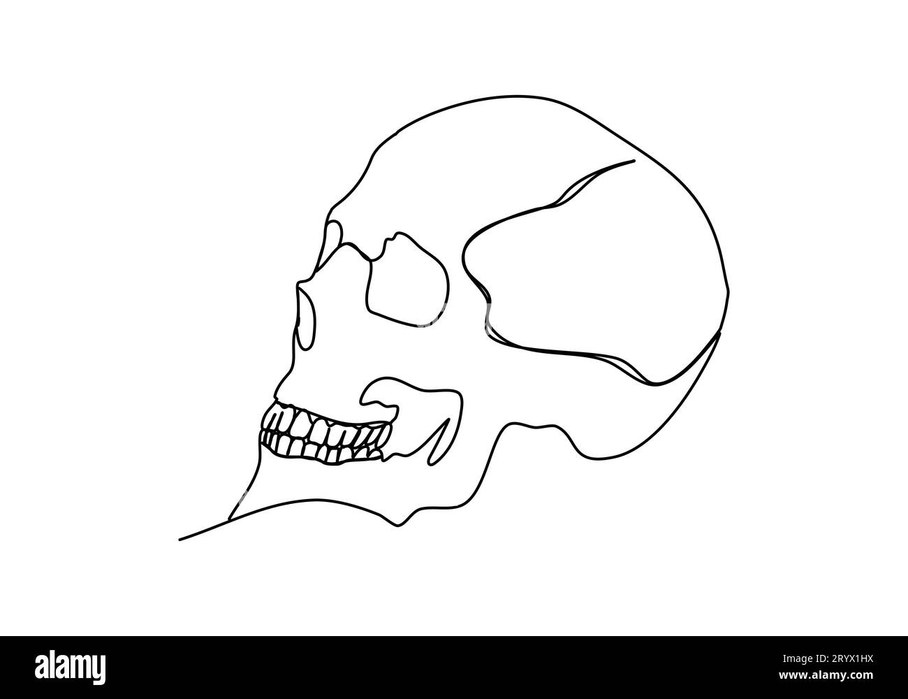 Le crâne humain. Un dessin au trait, illustration vectorielle Image ...
