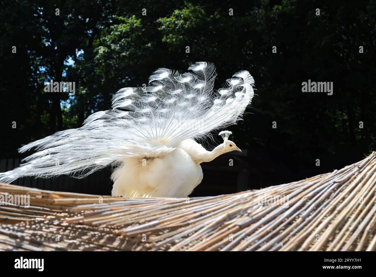 Oiseau atteint de leucisme Banque de photographies et d’images à haute ...