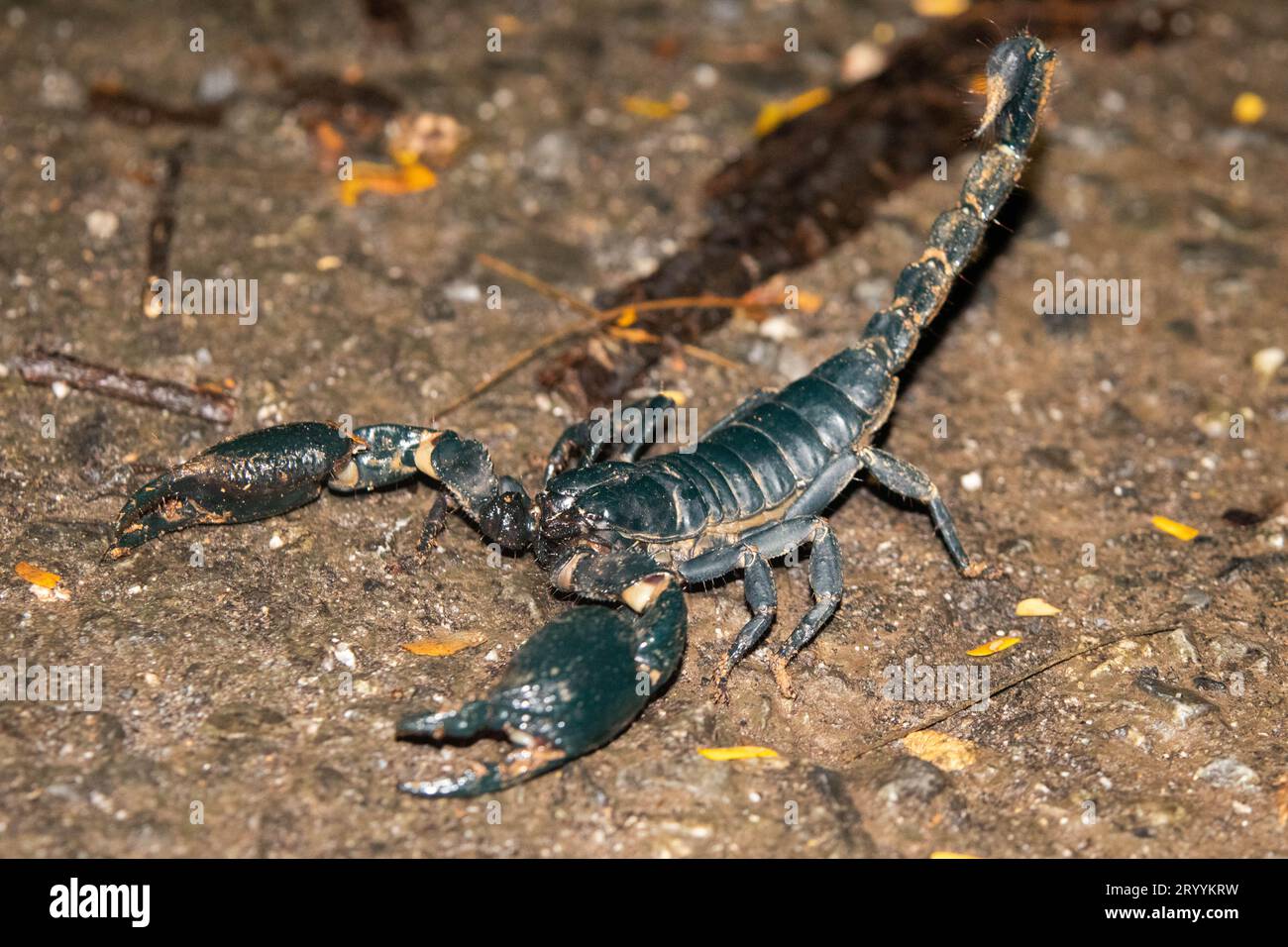 Forest scorpion Banque de photographies et d’images à haute résolution ...