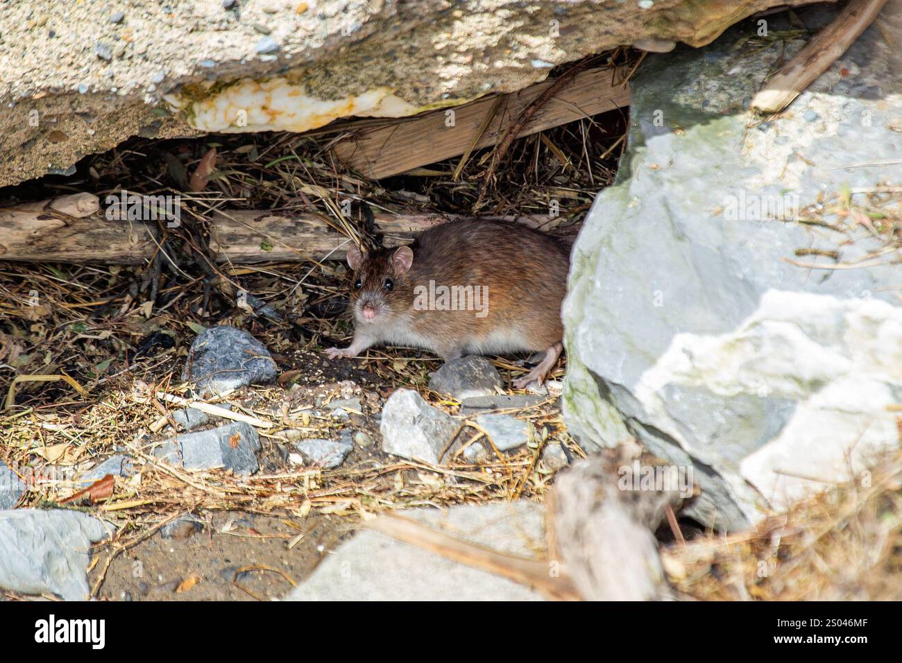Le rat brun (Rattus norvegicus), un omnivore prospère dans les zones ...