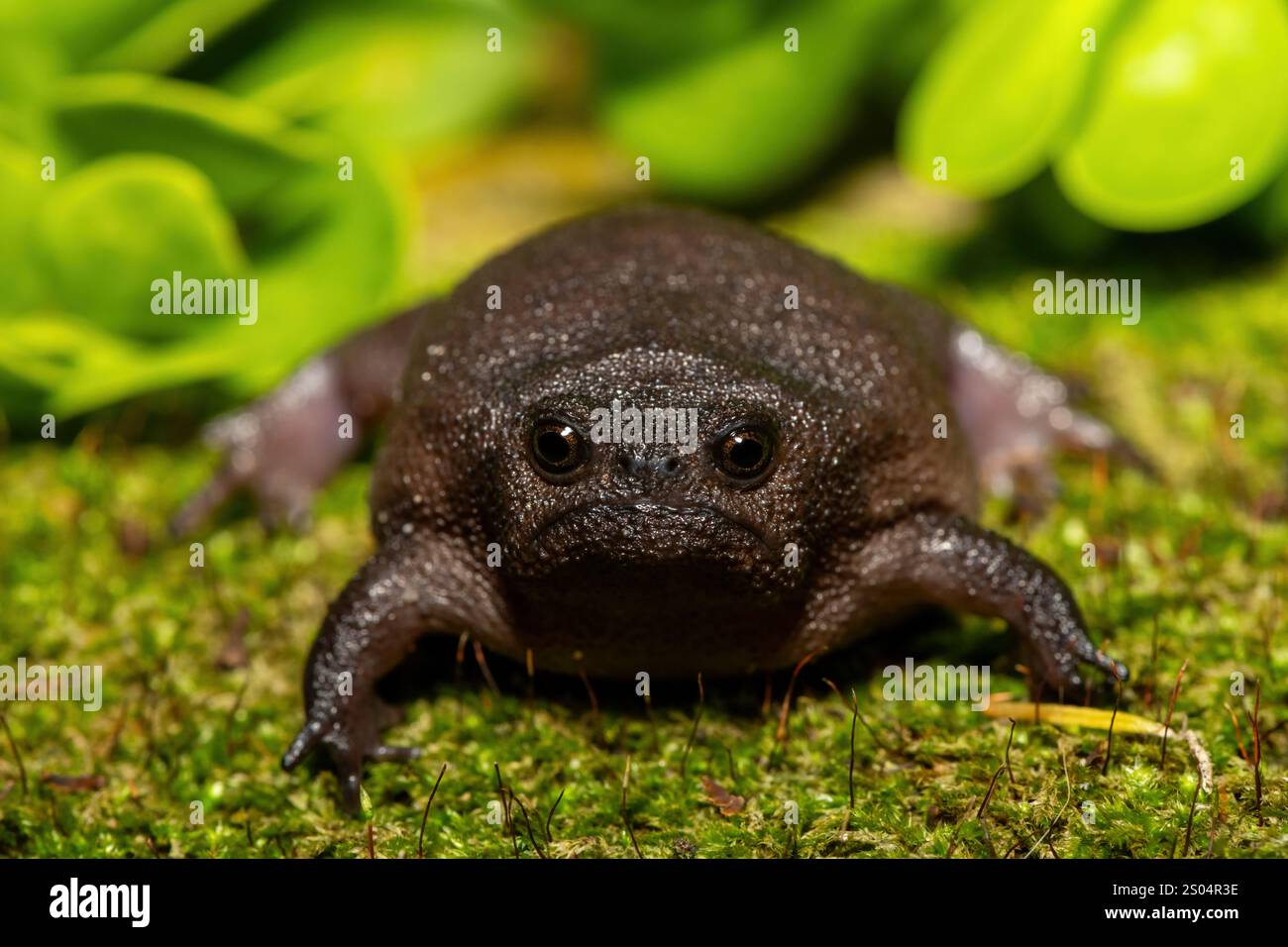 Une mignonne grenouille pluviale (Breviceps fuscus), également connue ...