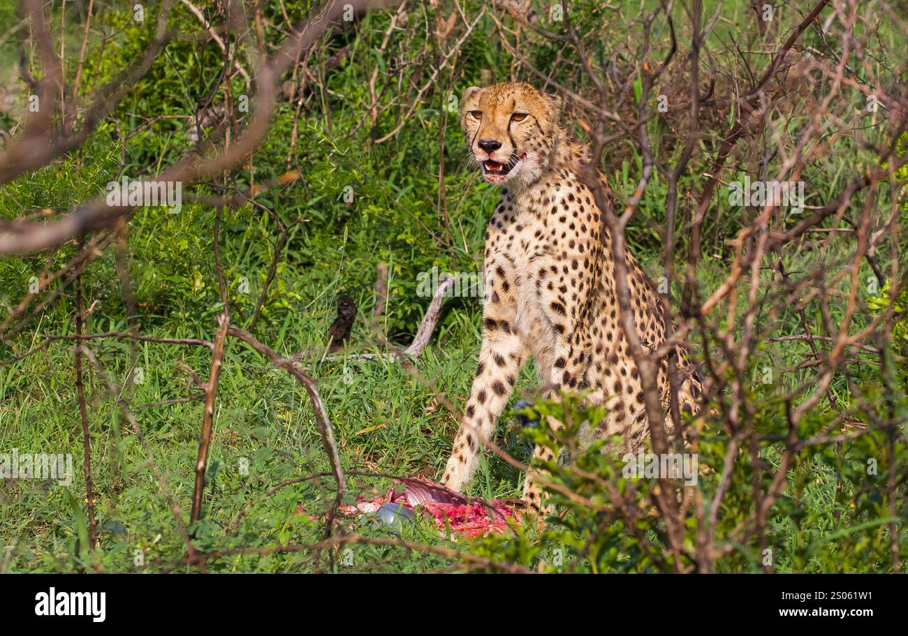 L'animal terrestre le plus rapide au monde, le guépard (Acinonyx ...