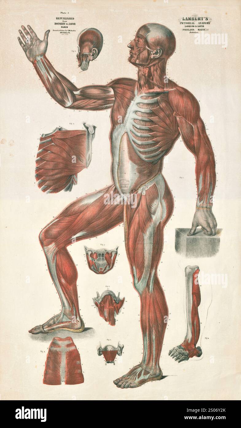 Corps humain affichant les muscles. Anatomie picturale de Thomas Scott ...