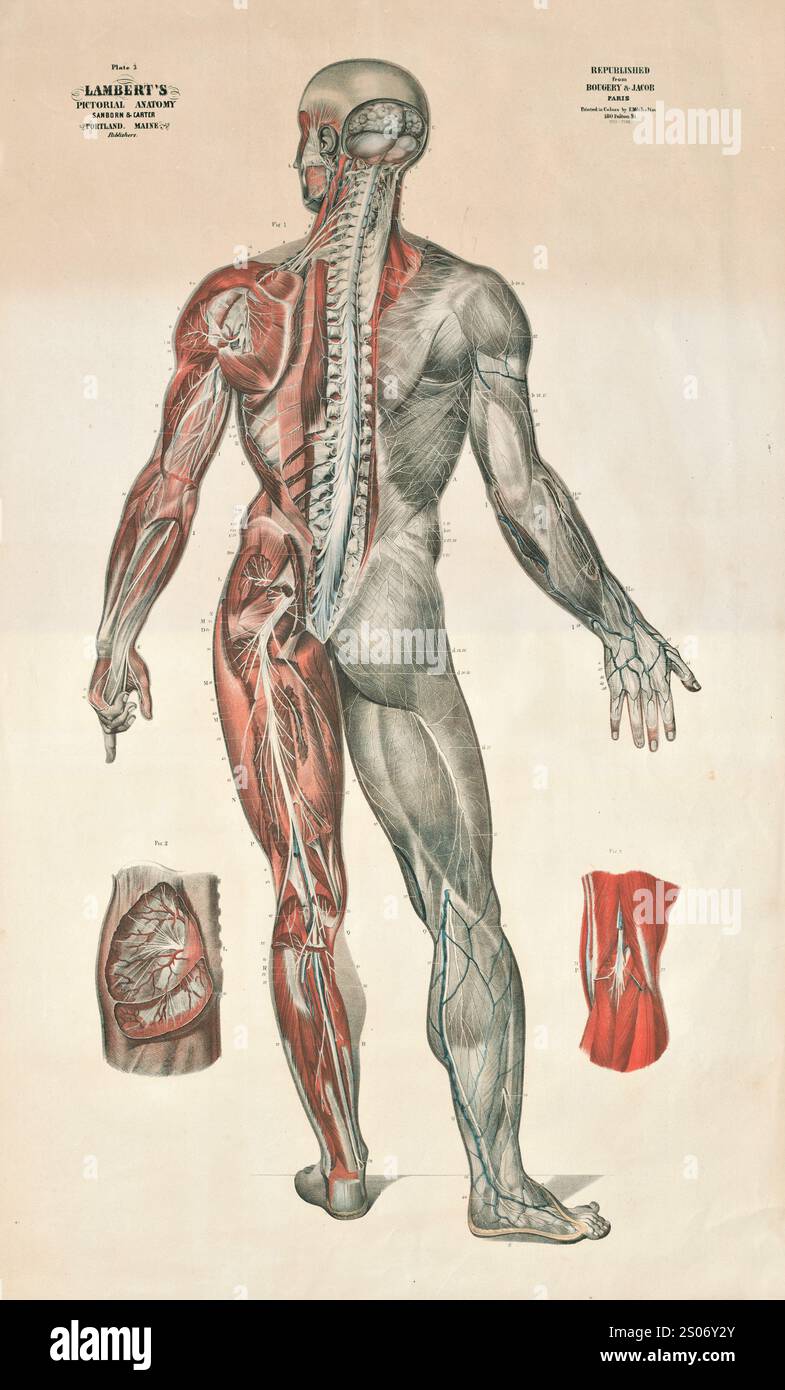 Corps humain de dos montrant le système nerveux. Anatomie picturale de ...