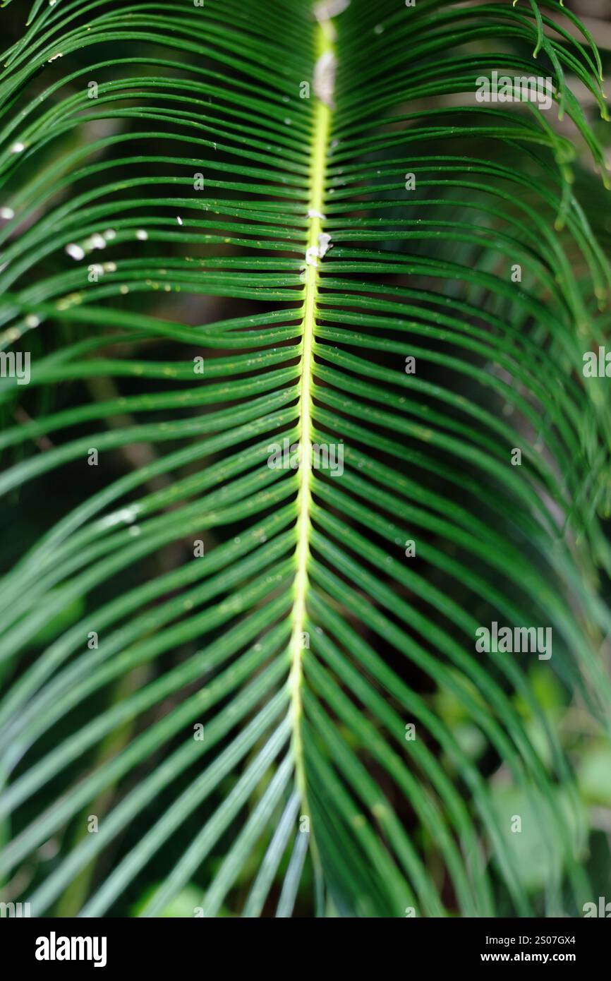 C'est la feuille d'un palmier vert sagou. À croissance lente, le sagou ...