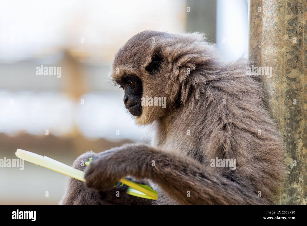 Les Gibbons argentés sont sur la liste des espèces menacées et ne se ...