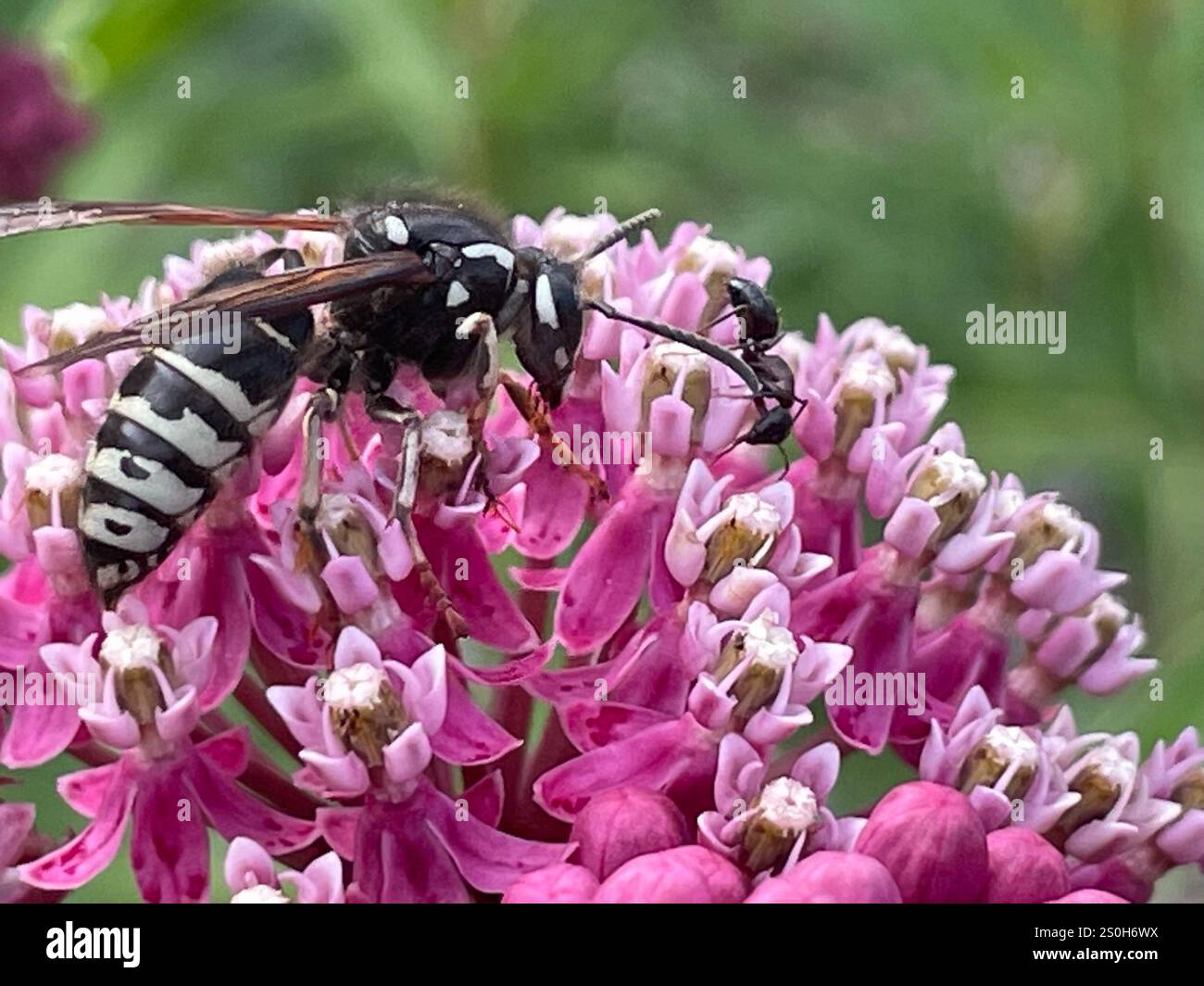 Vespula consobrina Banque de photographies et d’images à haute ...
