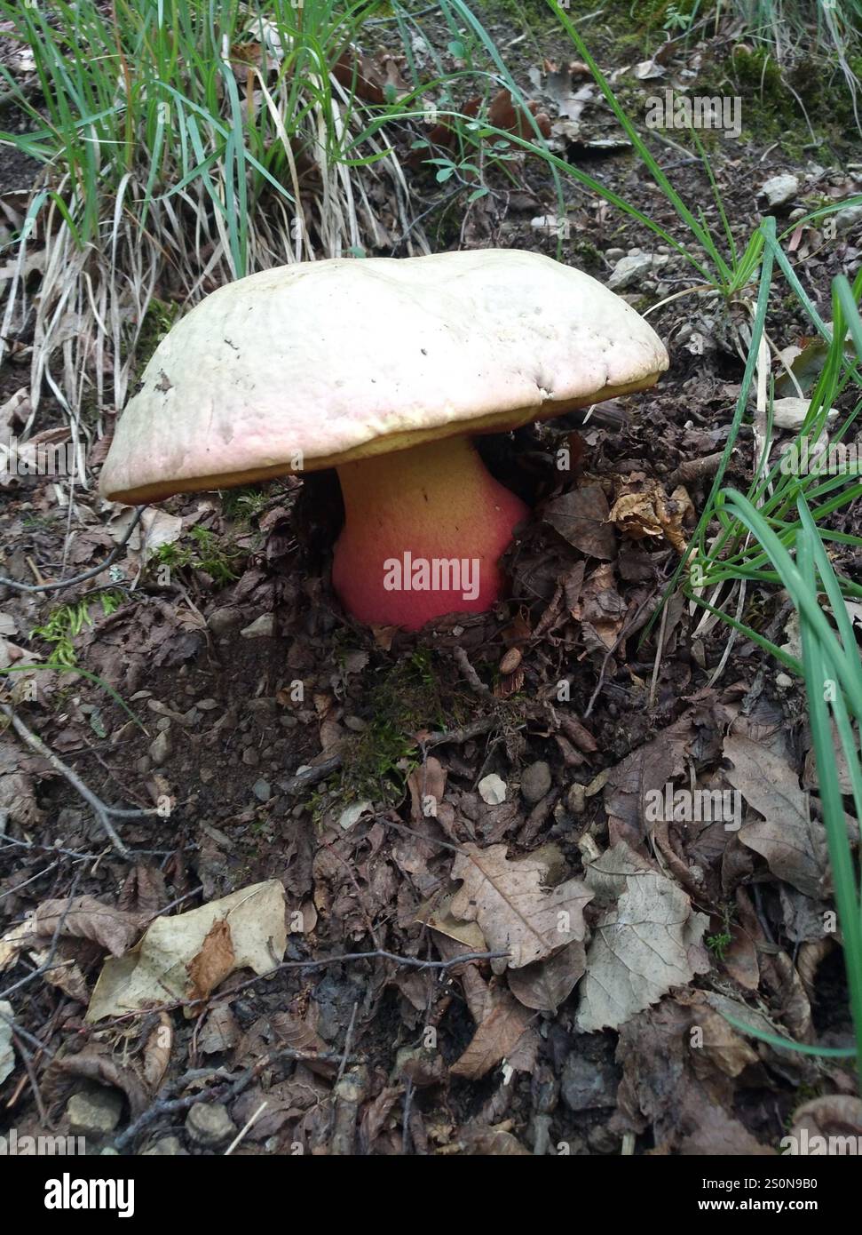 Rubroboletus satanas Banque de photographies et d’images à haute ...