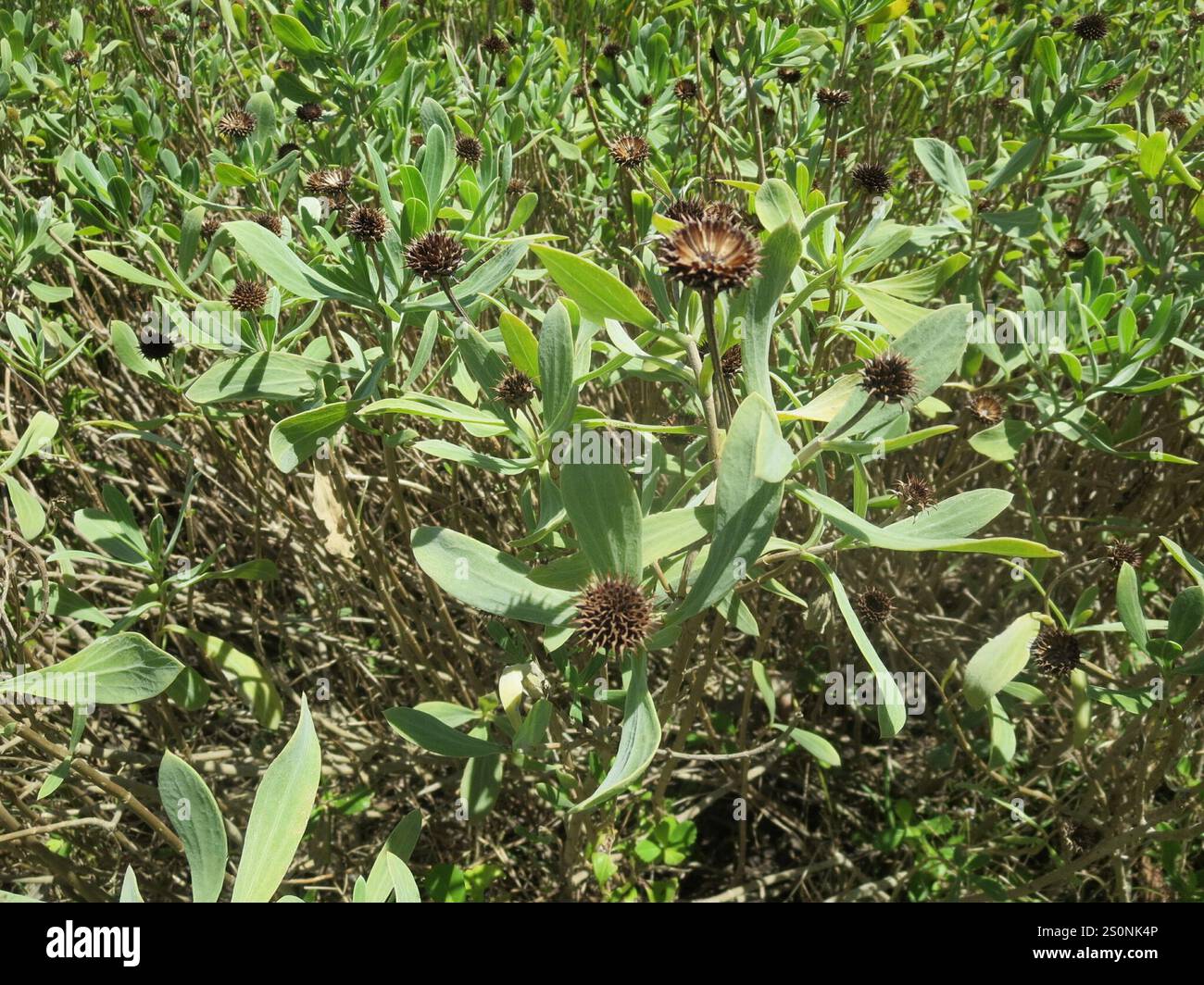 Borrichia frutescens Banque de photographies et d’images à haute ...