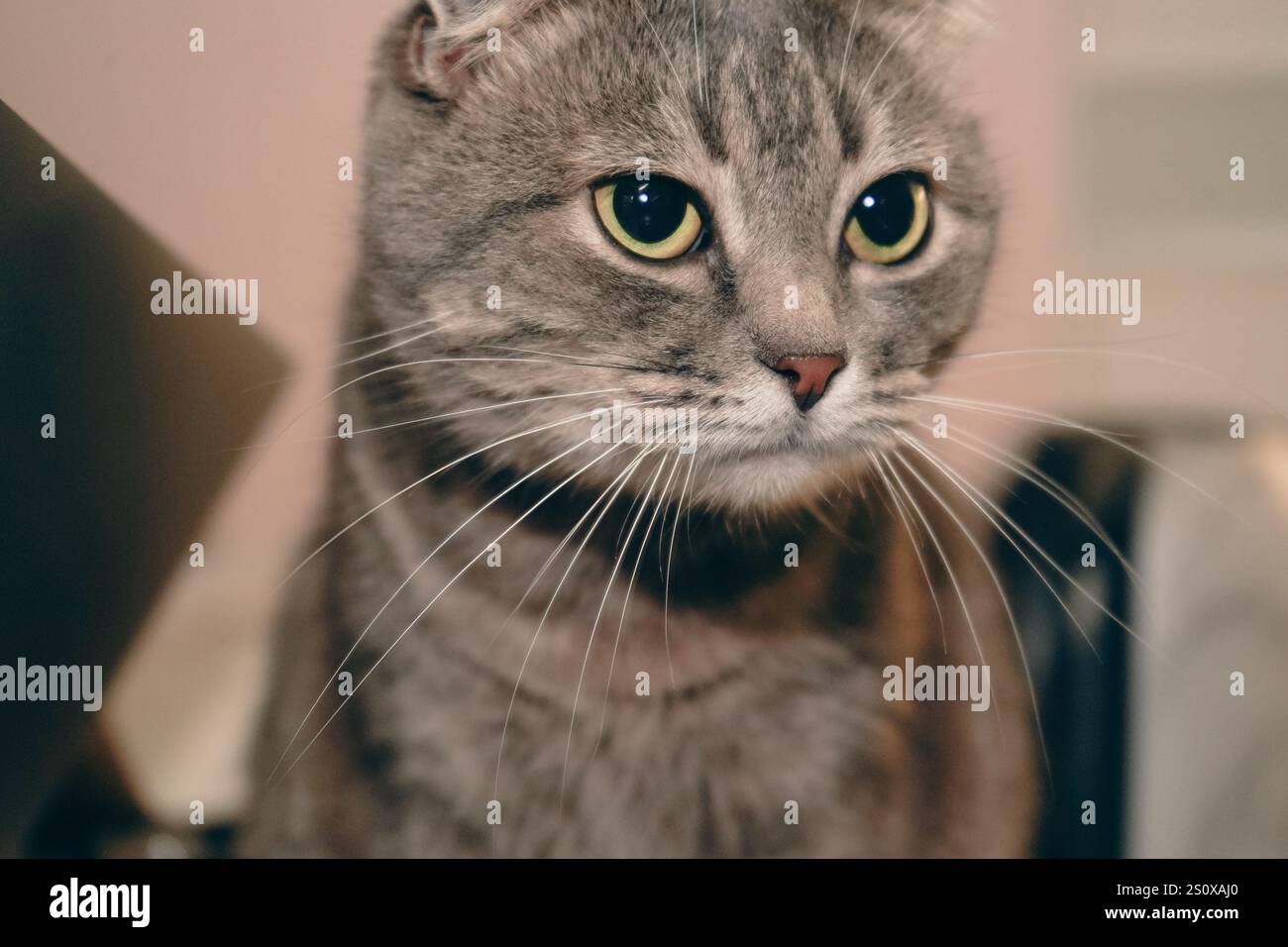 Les grands yeux expressifs et le visage rond du chat créent une expression charmante et sereine ...