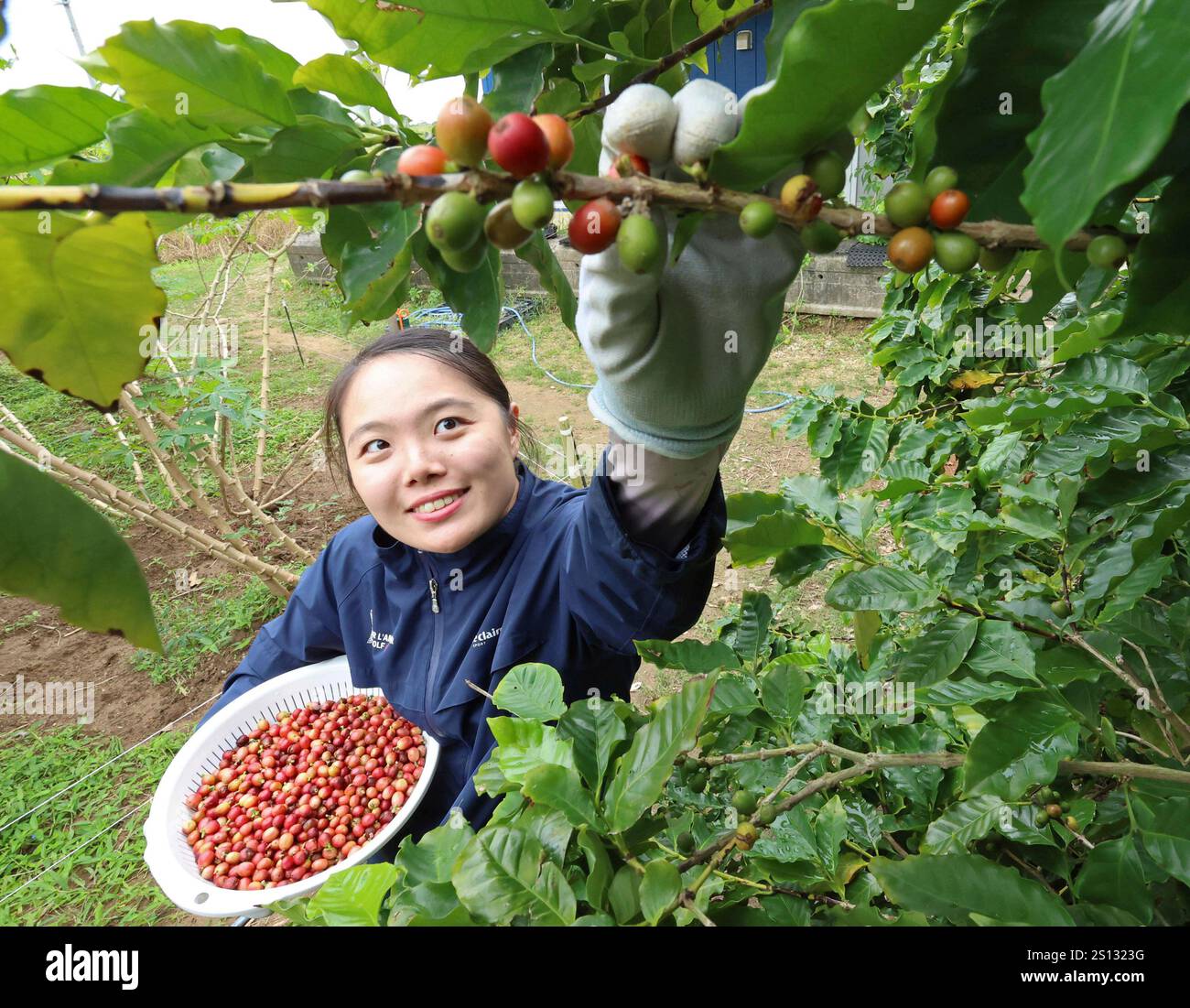 Red-colored coffee beans are ready for harvest in Ishigaki City ...