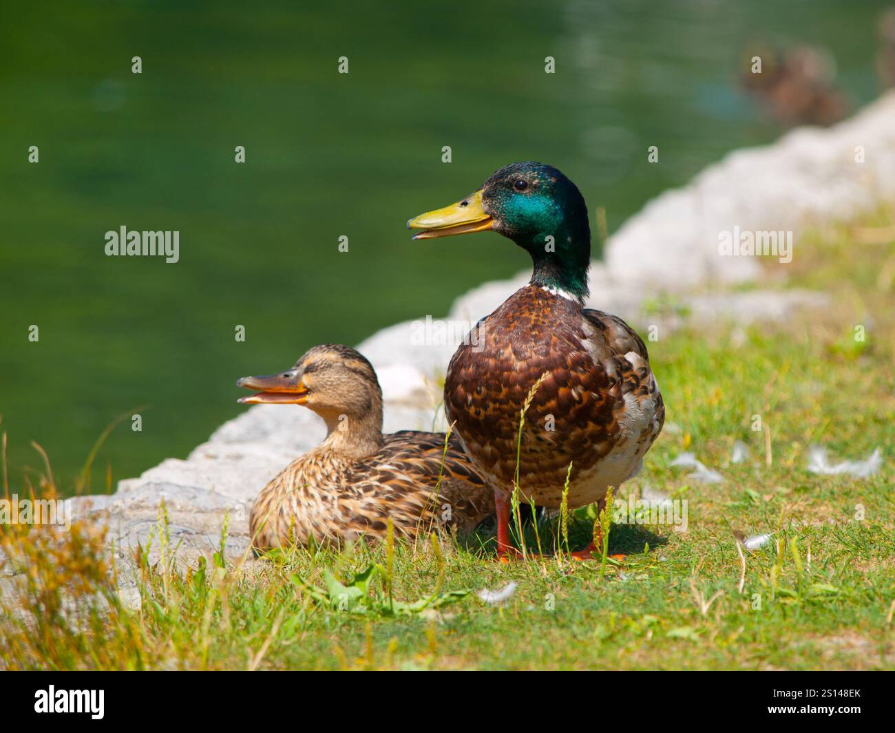 Oiseau mâle et femelle Banque de photographies et d’images à haute ...