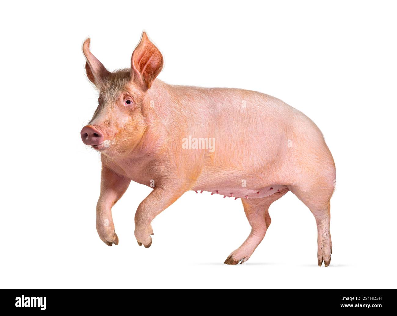 élevage agricole porcs Banque d'images détourées - Alamy