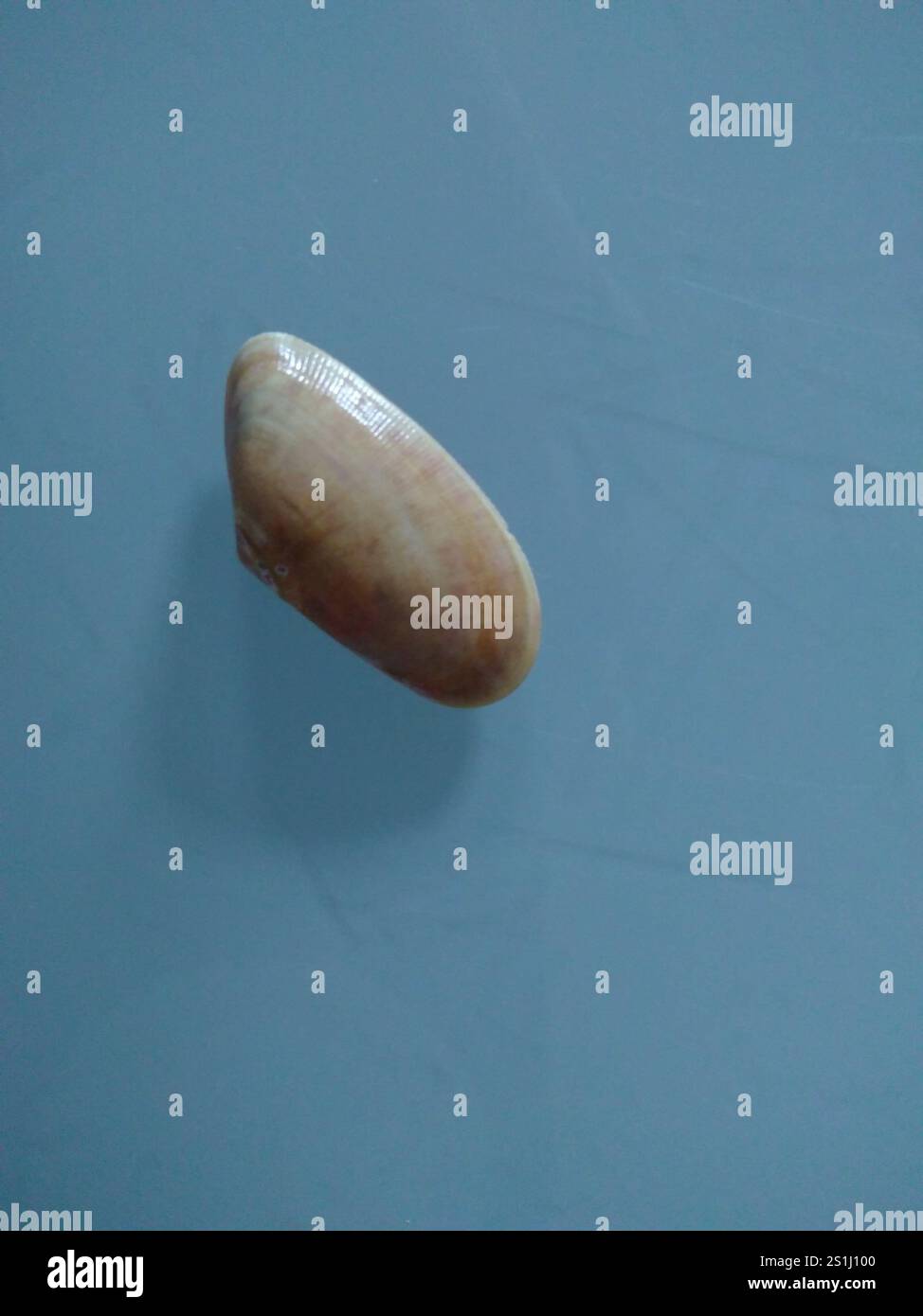 Wedge shell donax vittatus Banque de photographies et d’images à haute ...