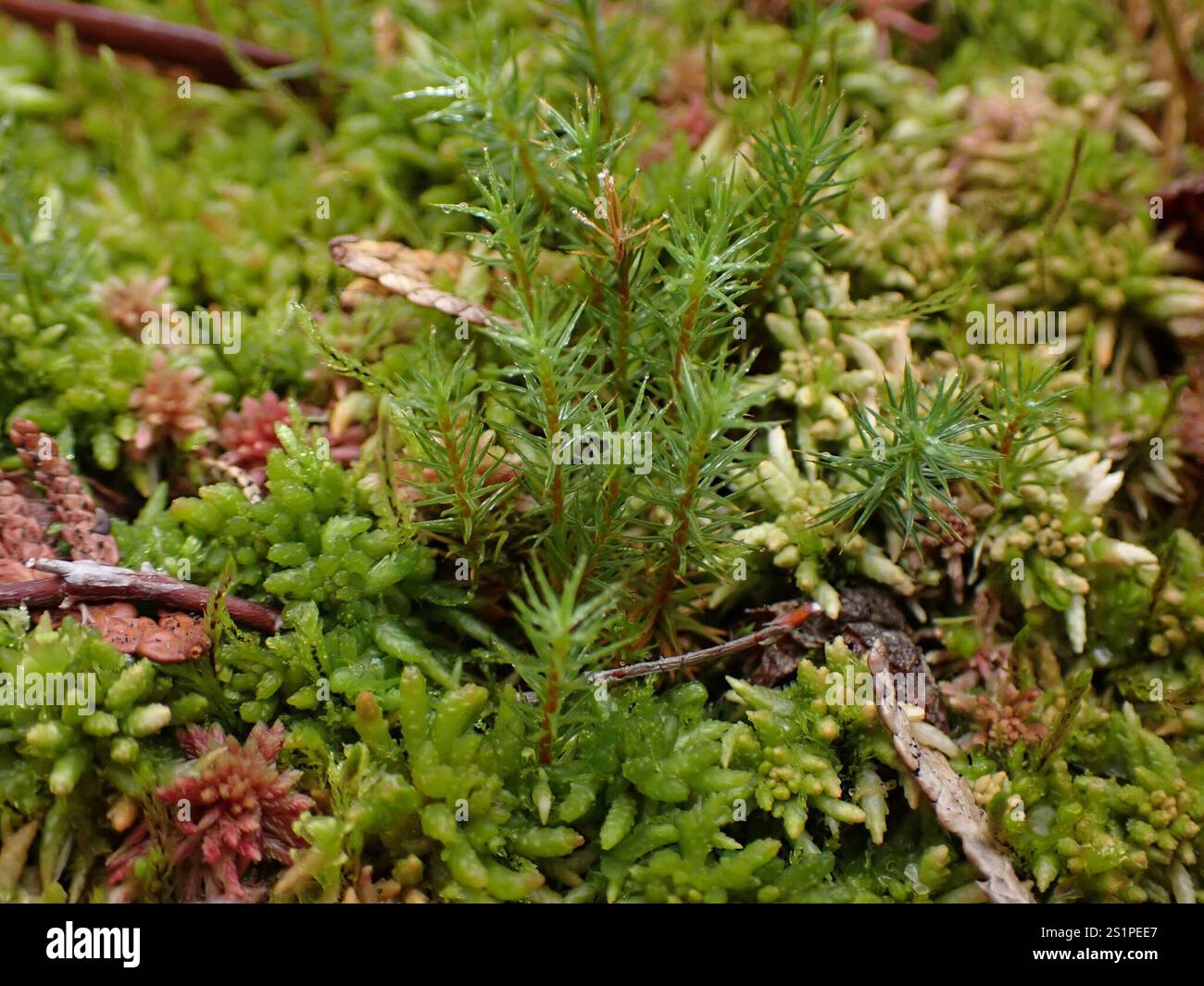 Polytrichum strictum Banque de photographies et d’images à haute ...