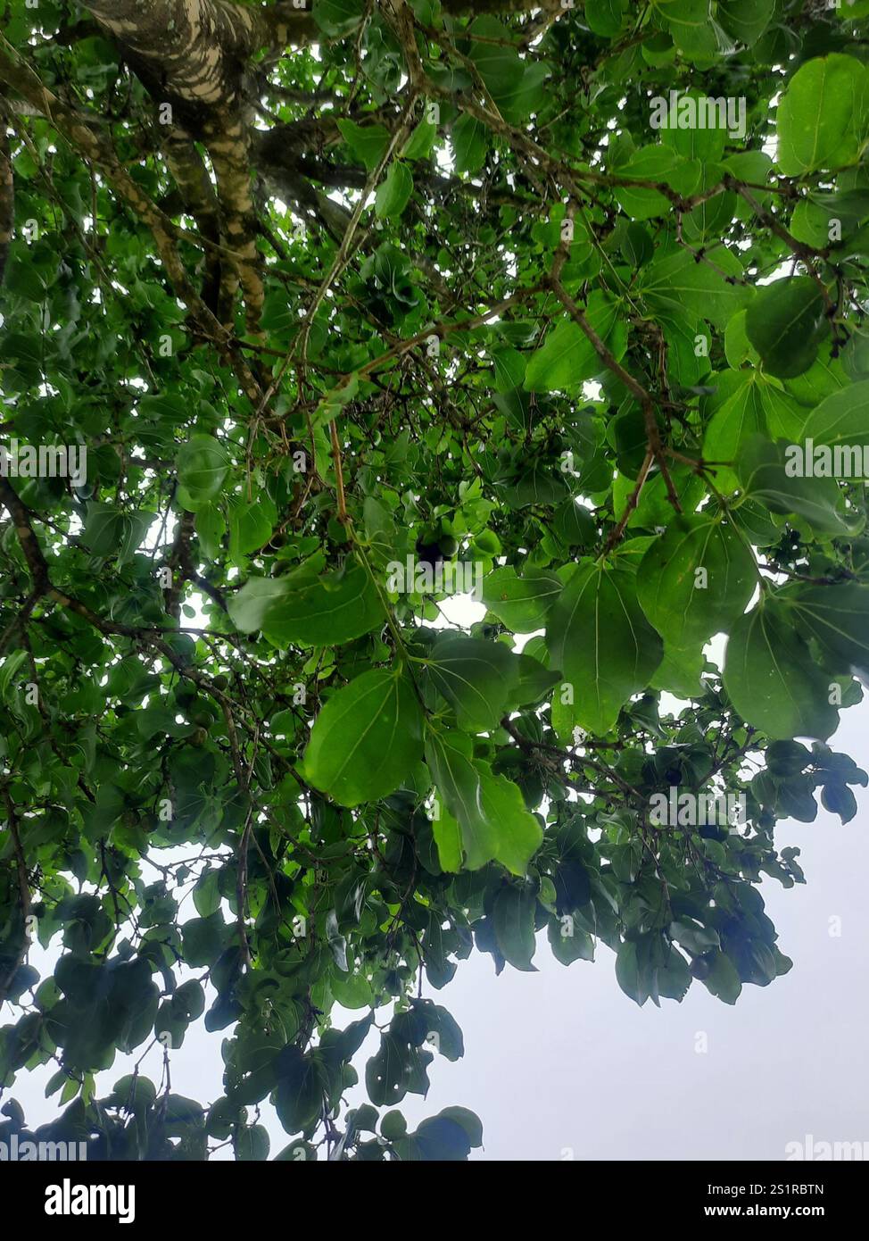 Nux vomica strychnine tree strychnos Banque de photographies et d ...