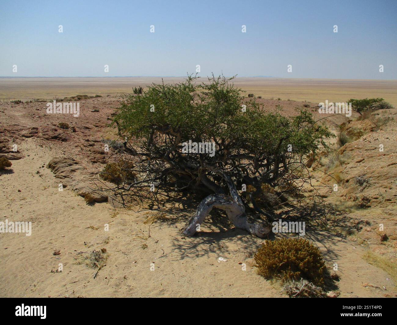 Boscia albitrunca shepherd's tree Banque de photographies et d’images à ...