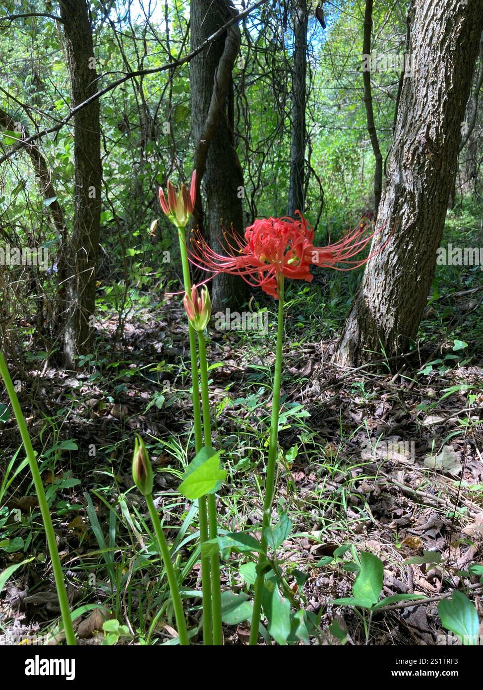 Lycoris radiata Banque de photographies et d’images à haute résolution ...