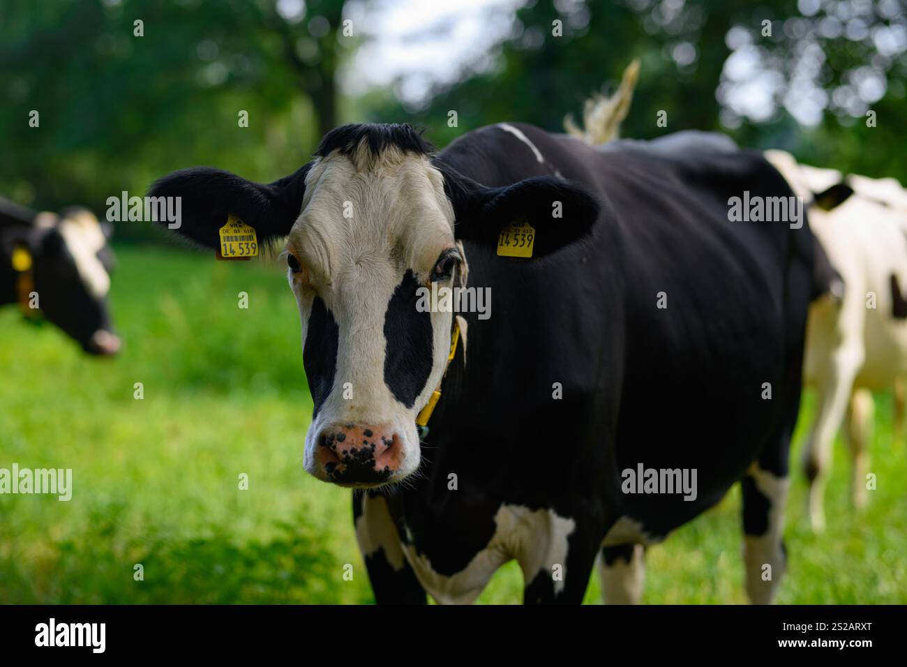 Troupeau de vaches Holstein. Pâturage du troupeau de vaches à la ferme. Troupeau de vaches ...