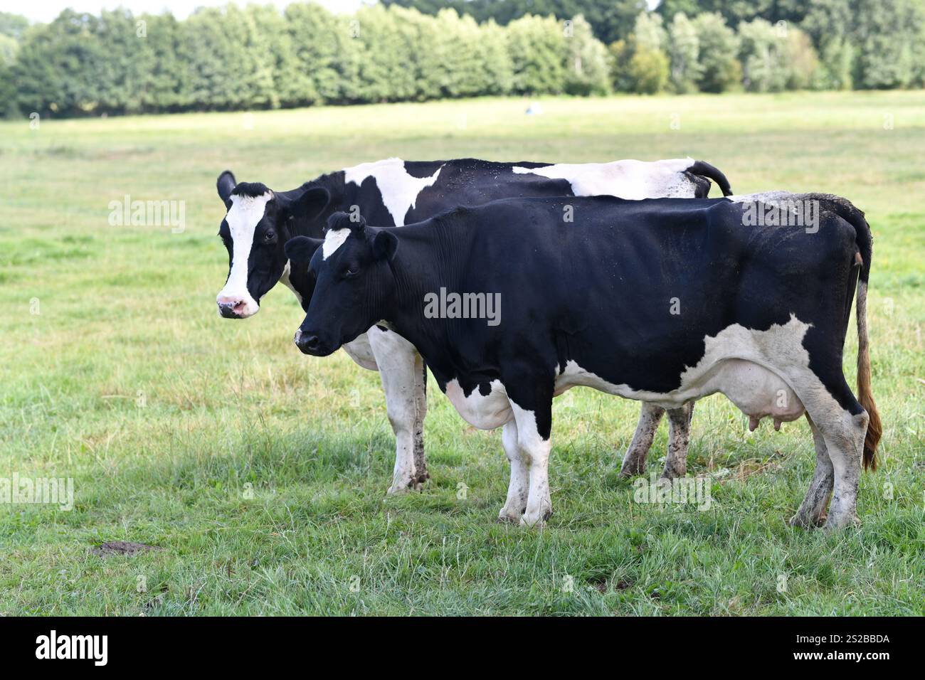 Troupeau de vaches Holstein. Troupeau de vaches à la ferme. Troupeau de ...