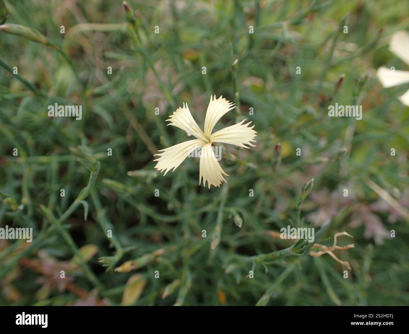 Dianthus namaensis Banque de photographies et d’images à haute ...