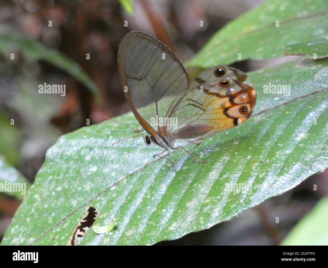 Haetera piera Banque de photographies et d’images à haute résolution ...