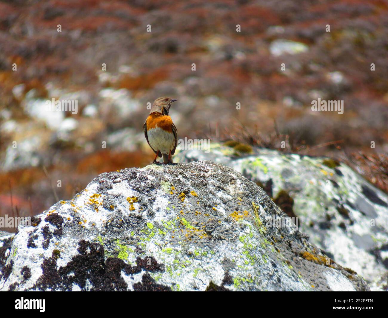Prunella rubeculoides Banque de photographies et d’images à haute ...