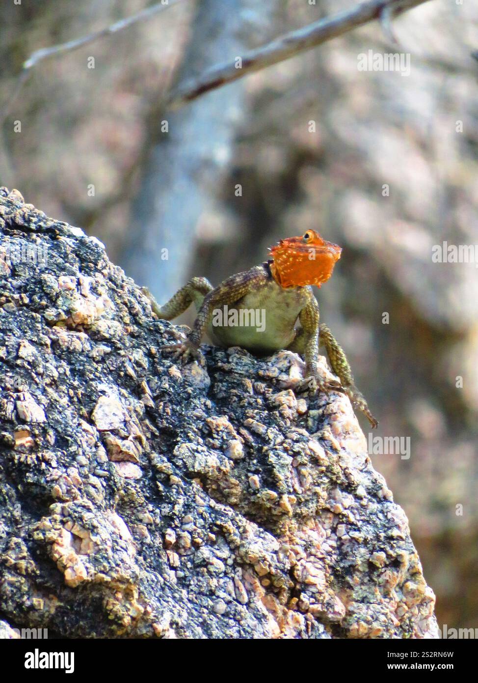 Namib rock agama Banque de photographies et d’images à haute résolution ...