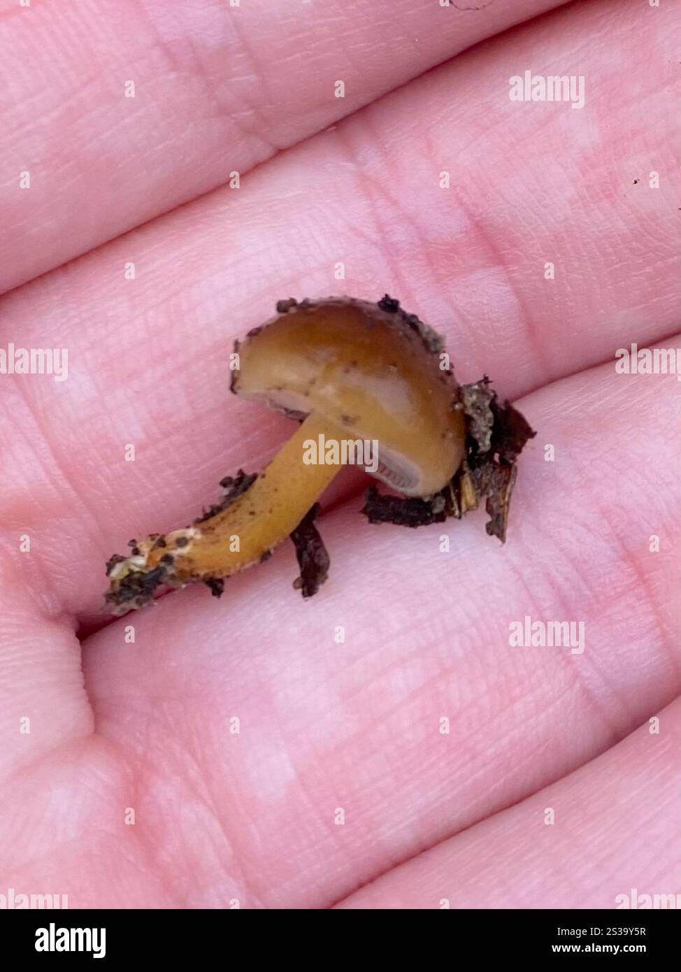Flammulina filiformis Banque de photographies et d’images à haute ...