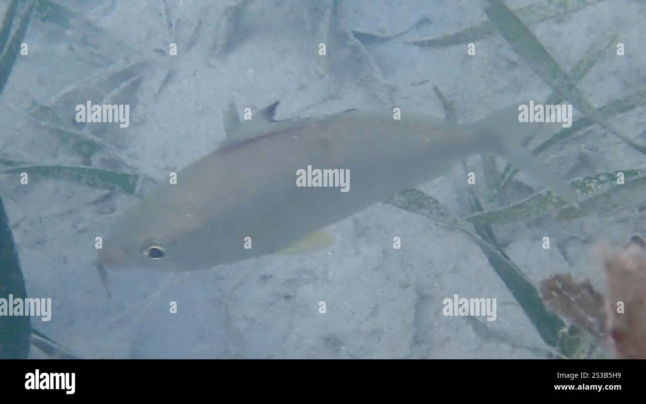 Gerres oyena Banque de photographies et d’images à haute résolution - Alamy