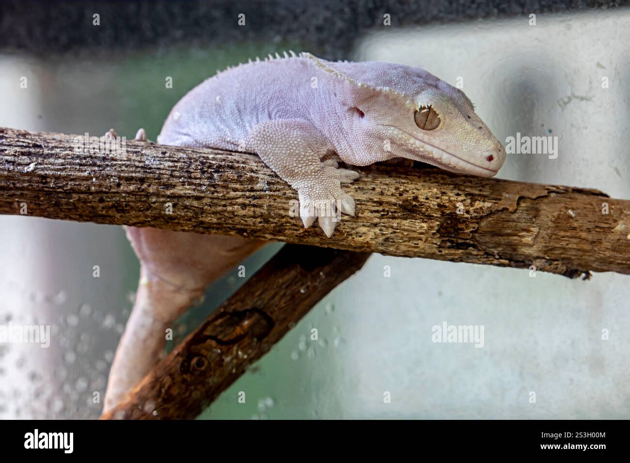 Le Gecko à crête albinos (Correllophus ciliatus) est une forme de ...