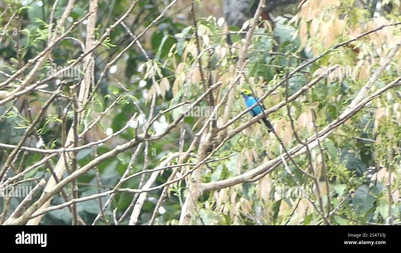 Paradise tanager (tangara chilensis) Banque de photographies et d ...