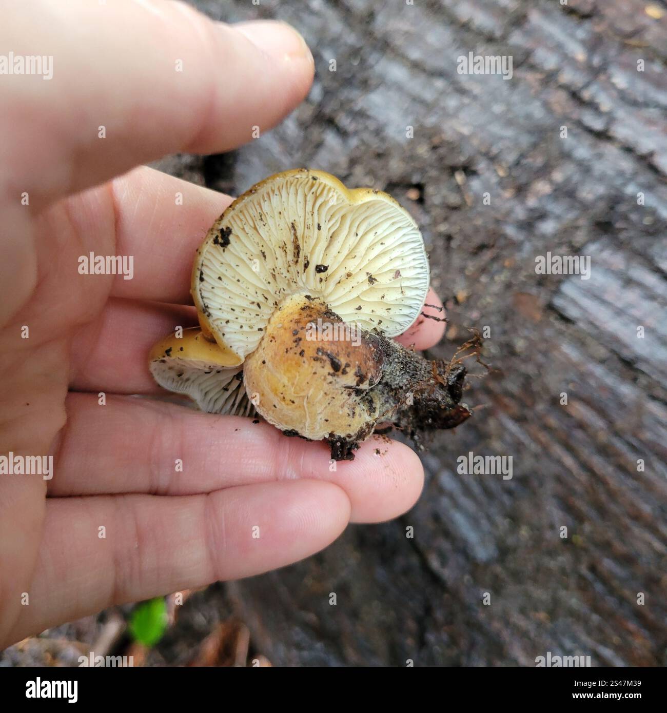 Flammulina filiformis Banque de photographies et d’images à haute ...