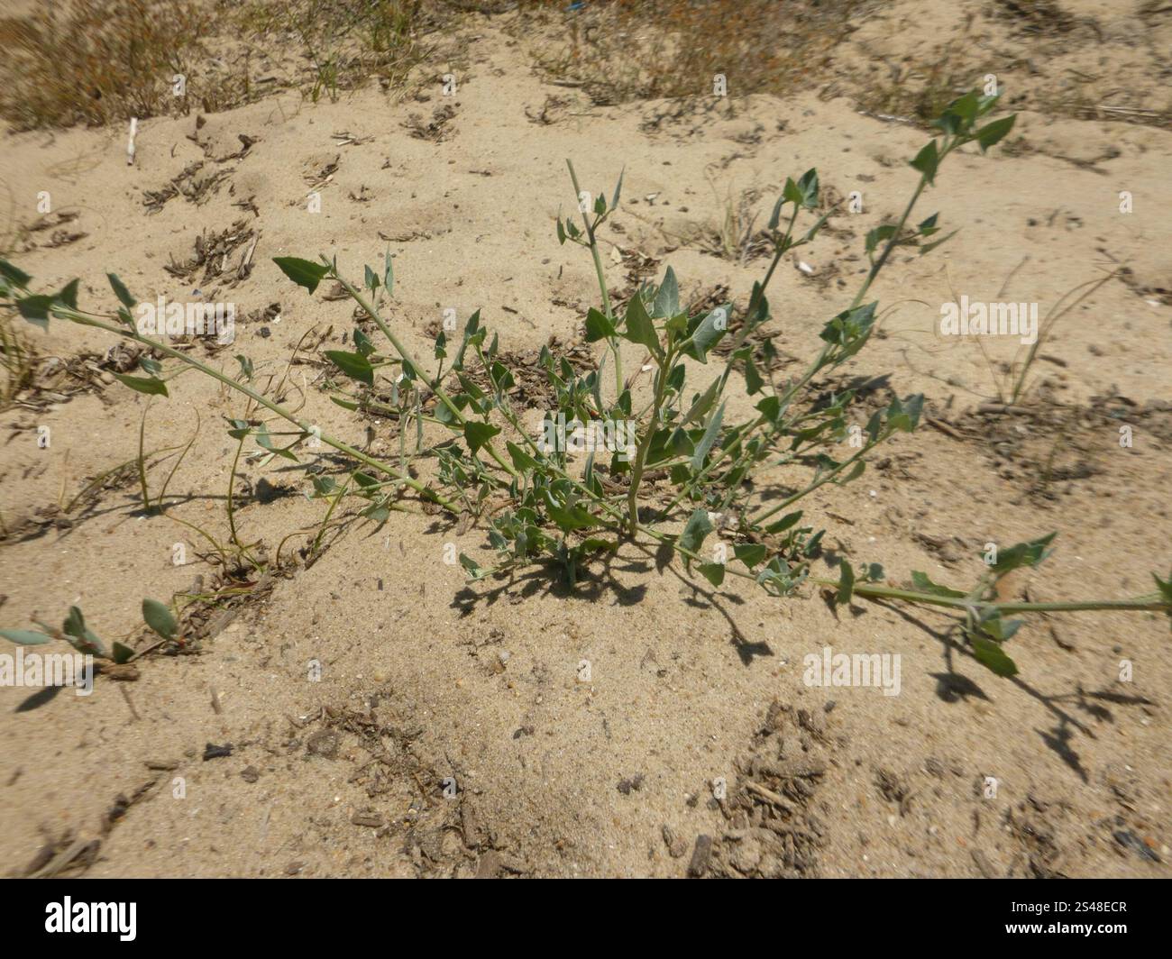 Frosted orache Banque de photographies et d’images à haute résolution ...